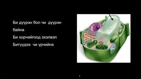 Биологийн хичээл №8 Эсийн бүтэц үйл ажиллагаа Youtube