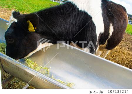 千葉県マザー牧場 うしの牧場のご飯を食べる牛の写真素材 107132214 PIXTA