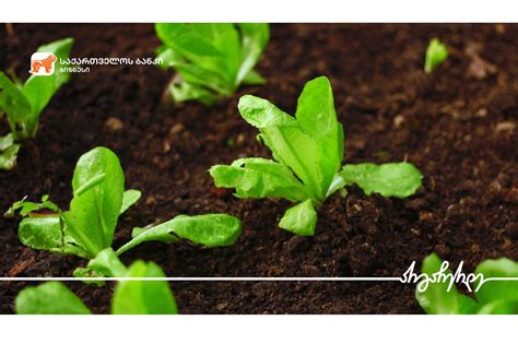 საქართველოს ბანკის მხარდაჭერით სოფელ კარალეთში 7 ჰა ზე აგრომეურნეობა მოეწყო Entrepreneur