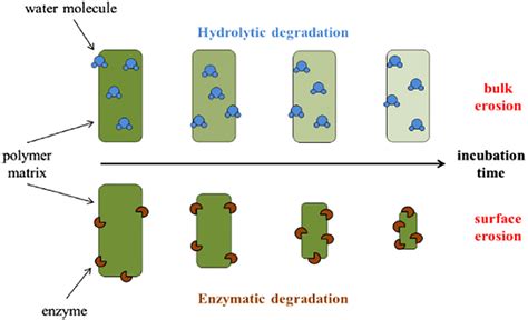 Hydrolytic And Enzymatic Degradation Process Of Pbs [1] Copyright