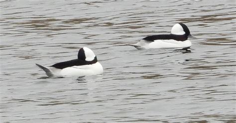 Bird Travel And Art Photos Birding Sites Bird Information Male