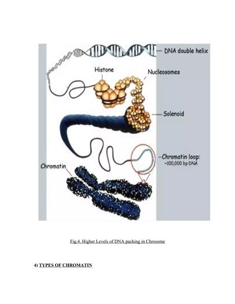 Structure And Organization Of Chromatin Doc