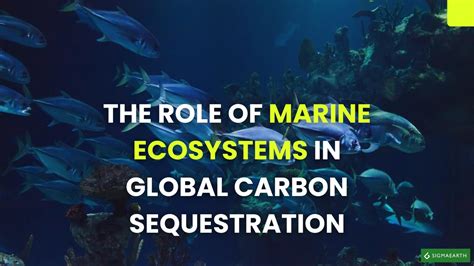海洋生态系统在全球碳封存中的作用 Sigma Earth