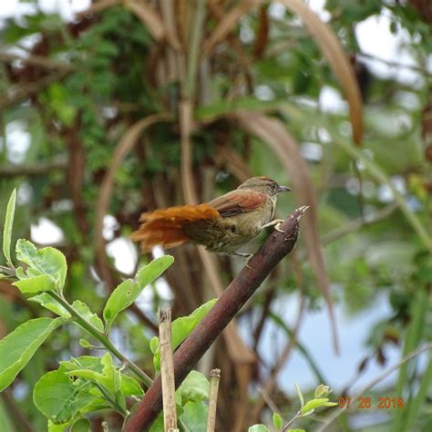 Ash Browed Spinetail In July 2019 By Hugo Efraín Garzón Castrillón · Inaturalist