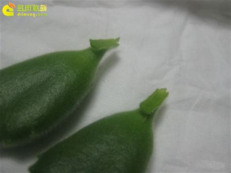 熊童子可以叶插吗熊童子怎么叶插 多肉联萌