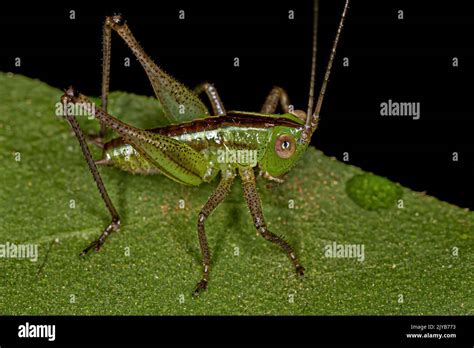 Lesser Meadow Katydid Nymph Of The Genus Conocephalus Stock Photo Alamy