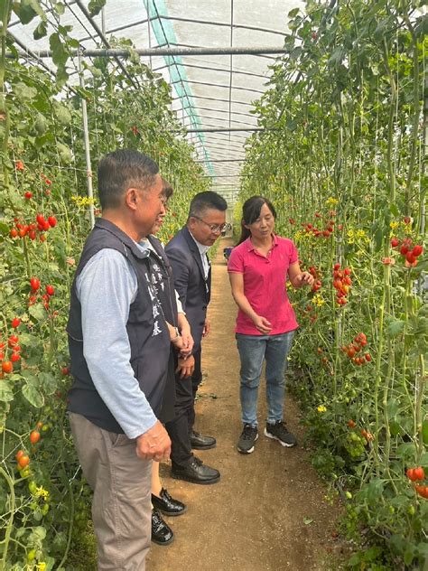 海拔較高的番路鄉培育出山區獨有的極品小番茄 「后羿農場」優質小番茄連年獲獎