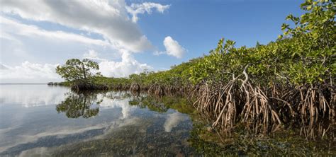 Africas Largest Mangrove Restoration Project Launched In Mozambique