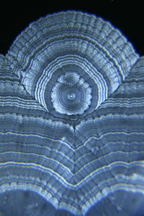 Acidum Ascorbicum Doccheck