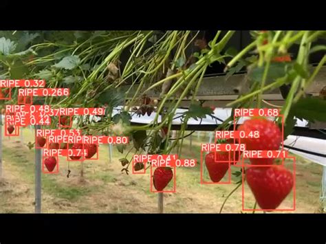 My Internship Project On Yolov8 Object Detection Koteswara Rao