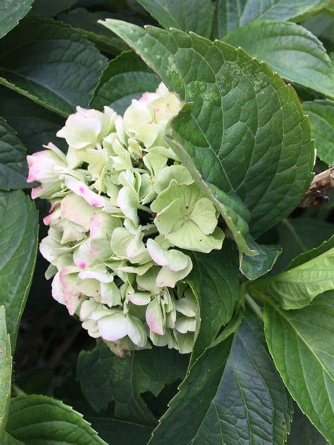 How To Grow Hydrangea Macrophylla Earthone