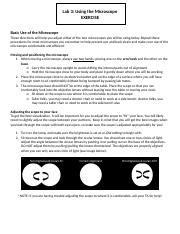 Exercise Lab 3 Microscopy Procedures Docx Lab 3 Using The Microscope EXERCISE Basic Use Of