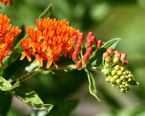 Asclepias Tuberosa Wikipedia