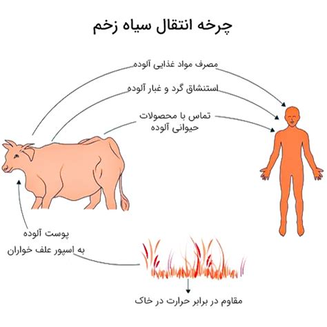 سیاه زخم علل بروز، نشانه ها، روش تشخیص و درمان آن