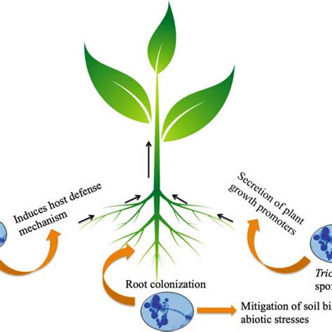 1 Schematic Representation Of Trichoderma Plant Interactions Download Scientific Diagram
