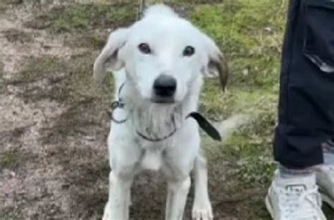 Откриха кучето на изчезналия 13 годишен Ники от Конаре