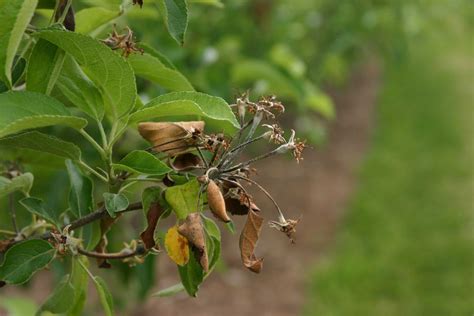 March 31 And April 1 Blossom Blight Infection Alert Southern