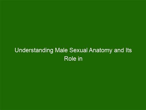 Understanding Male Sexual Anatomy And Its Role In Sexual Functioning Health And Beauty