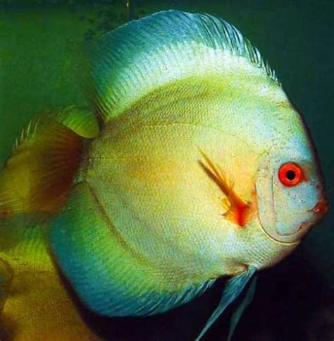 Ocean Green Discus For Sale Online