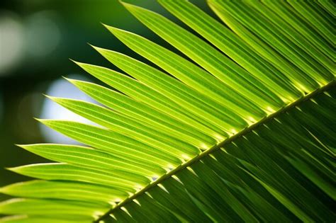 Premium Photo Free Imagejpeg Resolution X File Size Mb Coconut Leaf
