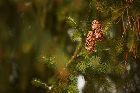 브랜치에서 전나무 트리 원뿔 겨울 눈 동안에 버그 린 스프루 스입니다 아름 다운 크리스마스 게시물 카드 Copyspace 및