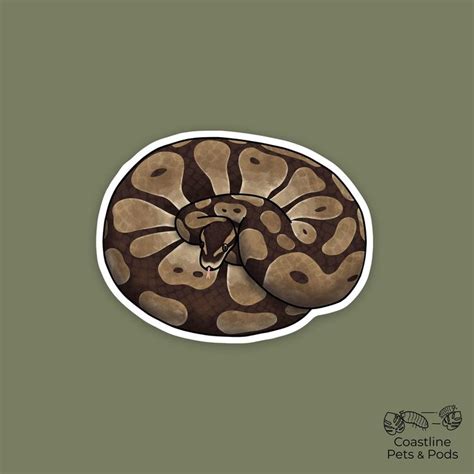 1 Pc Vinyl Normal Ball Python Sticker Ball Python Decal For Etsy Ball Python Python Snake