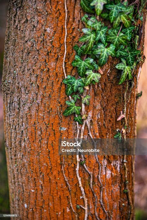 이끼와 기생 식물 독일 클로즈업 세부 사항으로 덮여 다채로운 빨간색과 주황색 고대 숲 나무 줄기 나무 껍질 0명에 대한 스톡 사진 및 기타 이미지 Istock