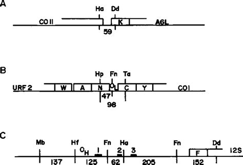 Figure 1 From Length Heterogeneity Of A Conserved Displacement Loop