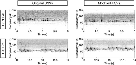 Figure 1 From Female C57bl 6 And Balb C Mice Differently Use The Acoustic Features Of Male