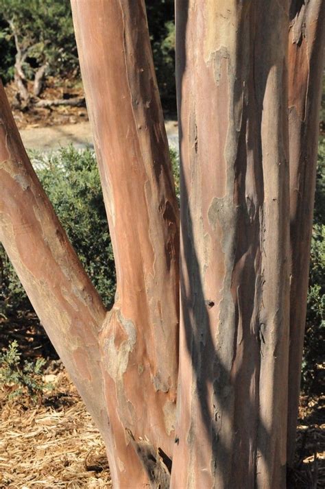 How To Prune Crepe Myrtle Trees Artofit