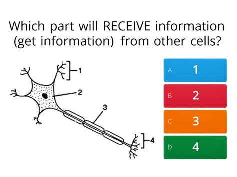 Nerve Cell Quiz