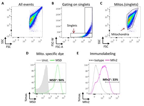 Immunodetection Of Outer Membrane Proteins By Flow Cytometry Of Isolated Mitochondria
