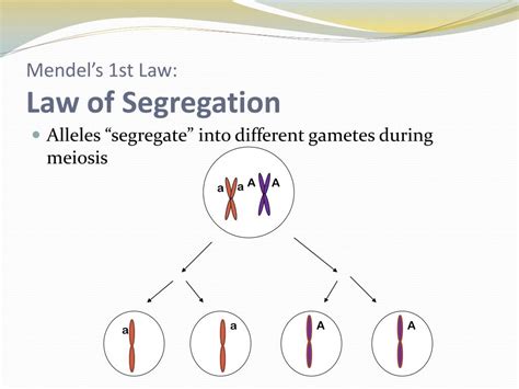 Ppt Ap Bio Thursday 3 17 11 Genetic Patterns Of Inheritance Powerpoint Presentation Id 3596042