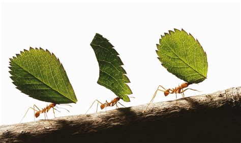 Ants With Their Wise Farming Practices And Efficient Navigation