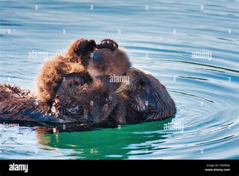 Sea Otter Love