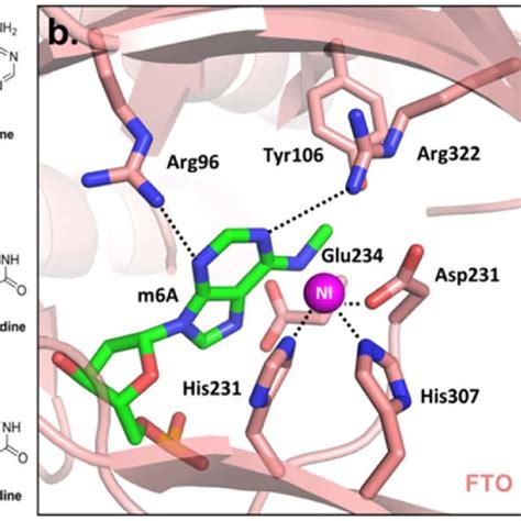 Quantification Of Binding Affinity Of Fto To 11 And 25 Using Mst Assay