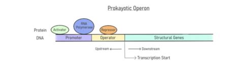 Molecular Genetics Flashcards Quizlet