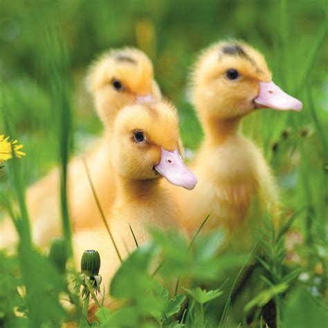 Hello Spring Crossreach Web Shop