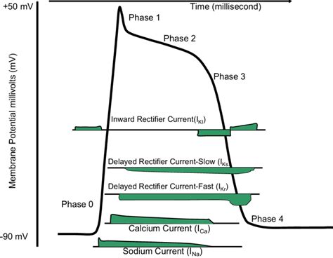 E Schematic Representation Of Action Potential Of A Ventricular Download Scientific Diagram