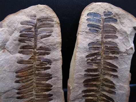 Plant Fossils