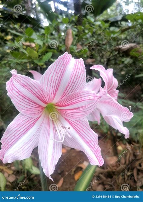 Lucky Plant with Rose Colour Flowers. Stock Image - Image of coolest ...