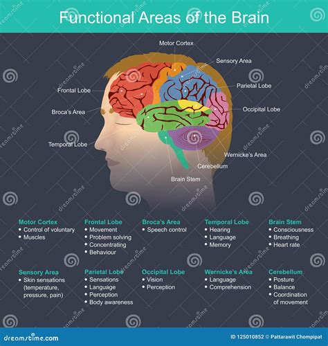 Functional Areas Of The Brain Stock Vector Illustration Of Medicine Creative 125010852