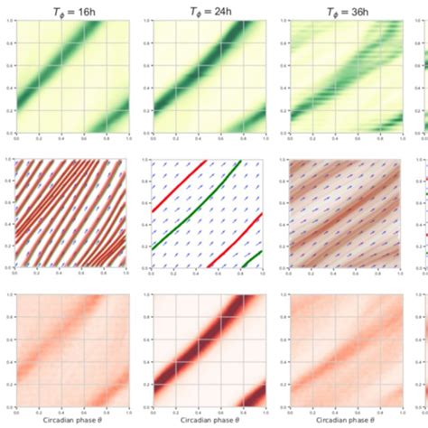 Single Cell Data And Stochastic Simulations Reveal Robust 11 And 12