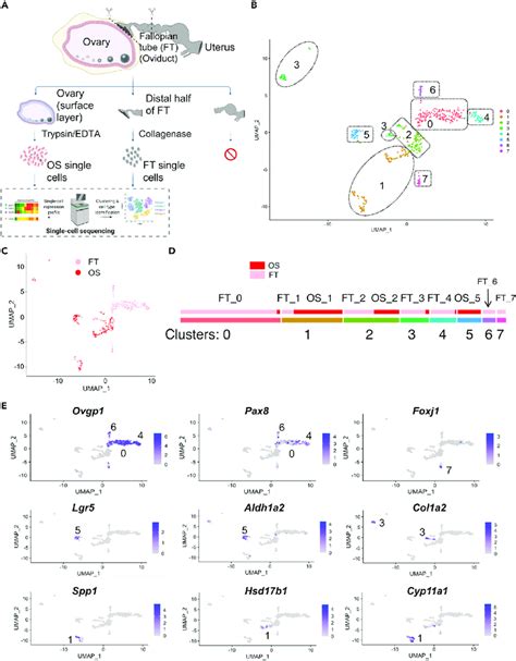 Scrna Seq Identified Distinct Cell Populations In Ft And Os Tissues A Download Scientific
