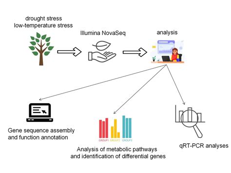 The Transcriptome And Metabolic Pathways Of Persea Americana Under Drought And Low Temperature