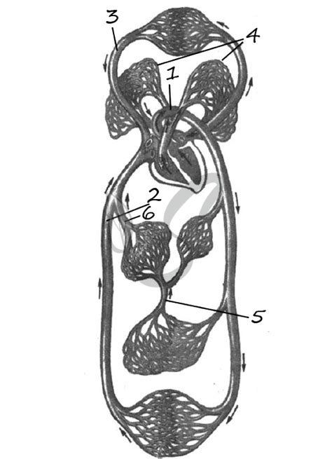 Выберите три верно обозначенные подписи к рисунку «Схема кровообращения человека Запишите в