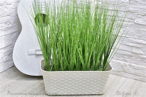 Осока трава в интерьере 88 фото красивые картинки и Hd фото