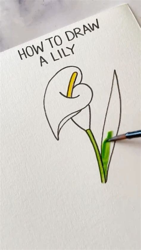 Kellycreates On Instagram 🌿🌿🌿lets Draw A Calla Lily🌿🌿🌿 Drawing Doodle Watercolor