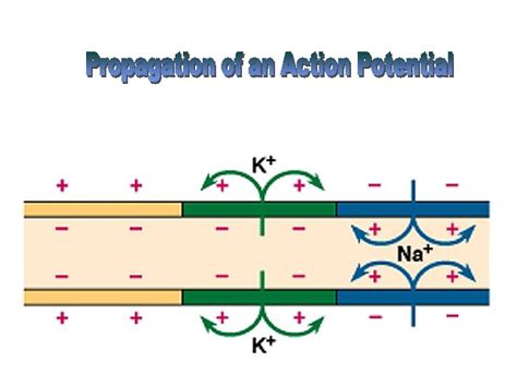 Sensory Input Motor Input Sensory Receptor Effector Integration