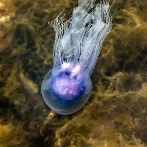 Blue Jellyfish Facts Diet Habitat And Pictures On Animaliabio